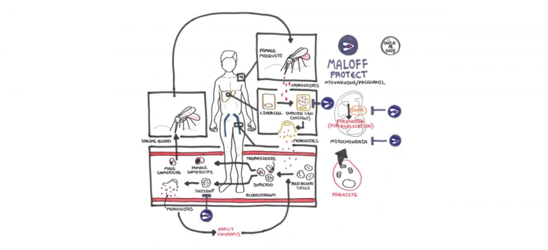 About Maloff Protect - Maloff Protect