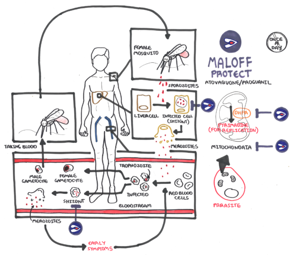 Maloff Protect - The Family Chemist Online Chemist and Doctor